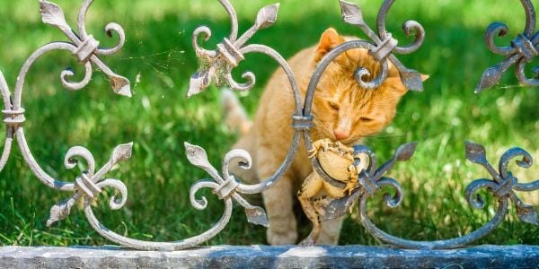 Toads That Are Toxic to Pets and What You Can Do | Preventive Vet