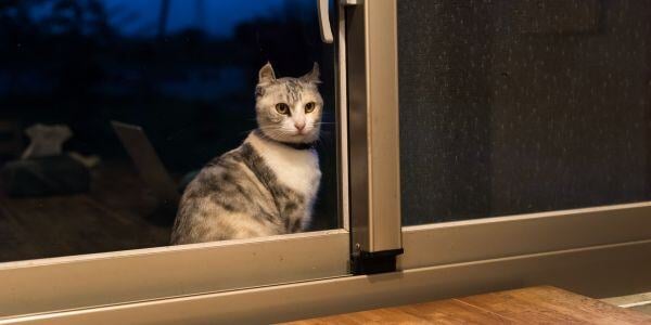 What Cats Do Outdoors at Night | Preventive Vet