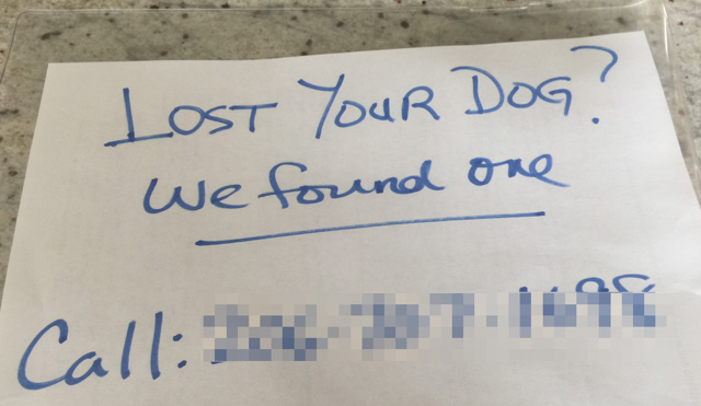What to Do When You Find a Lost Dog | Preventive Vet