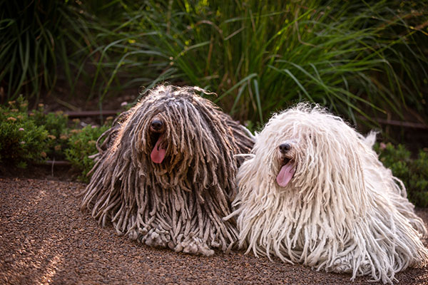 Why Your Dog's Coat Gets Matted — and What You Can Do About It