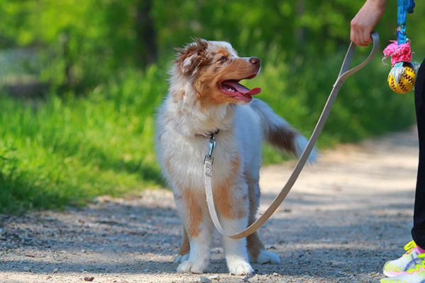 How to Teach Your Dog Their Name | Preventive Vet