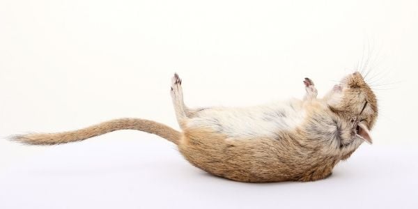 What to Do If Your Pet Has Eaten Rat Poison | Preventive Vet