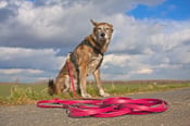 The Best Long Leashes for Dogs | Preventive Vet