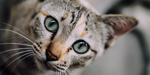 How to Stop Your Cat From Waking You Up in the Morning | Preventive Vet