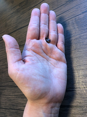 How (and Why) to Teach Your Dog the Touch Cue