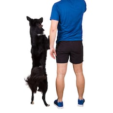 Teaching Your Dog to Stop Jumping | Preventive Vet