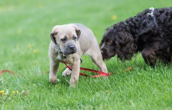 Expert Tips on How to Introduce Dogs | Preventive Vet