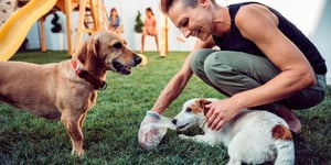 Why Your Dog Eats Poop and How to Stop It | Preventive Vet
