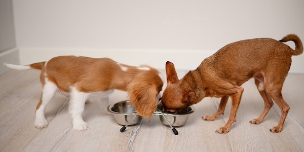 When to Get a Second Dog | Preventive Vet