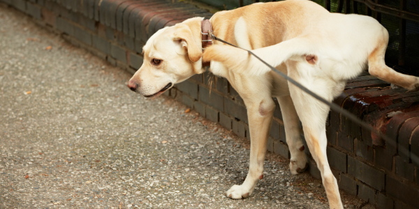 What Your Dog's Pee Color and Frequency Means | Preventive Vet