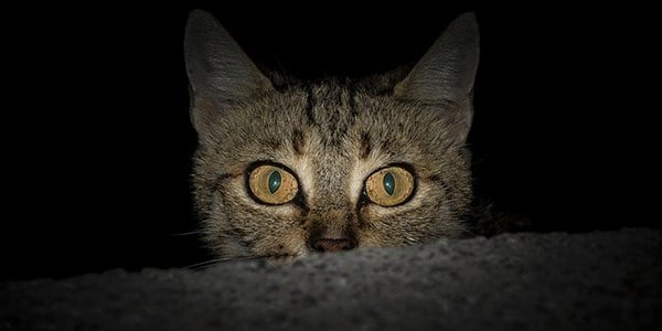 What Cats Do When They Are Out at Night | Preventive Vet