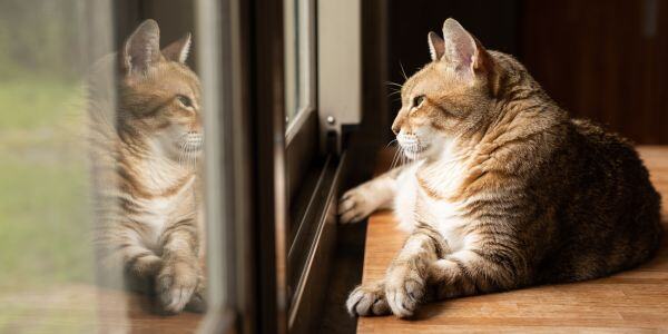 How to Make an Outdoor Cat an Indoor Cat | Preventive Vet