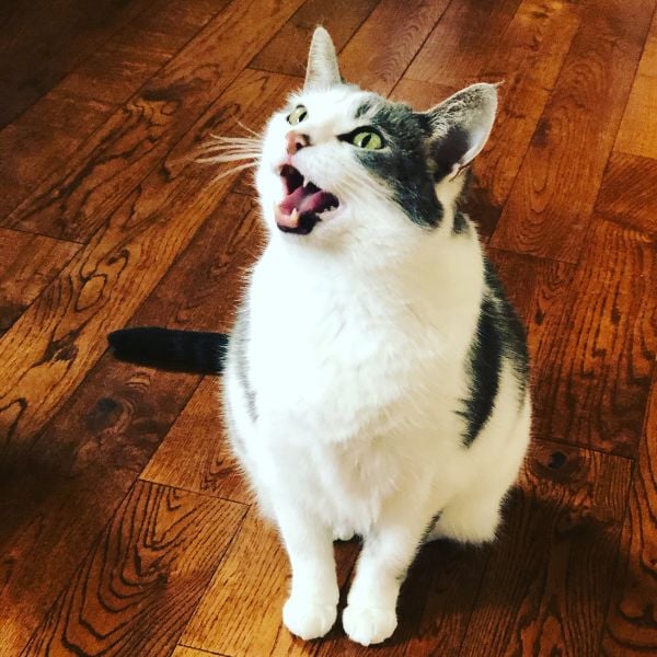 Why Cats Meow and Yowl Excessively | Preventive Vet