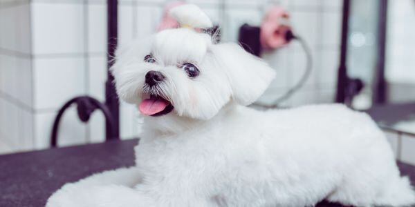 Tear and Fur Staining: How to Stop It | Preventive Vet