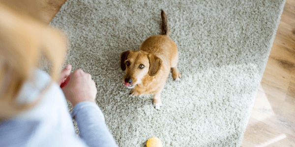 Does Ignoring Your Dog's Bad Behavior Work?