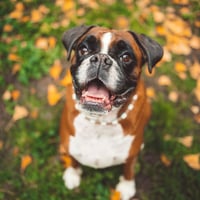 Cancer By Dog Breed: Early Detection & Screening | Preventive Vet