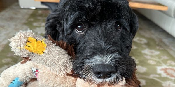 Maven Pet Health App and Tracker | Preventive Vet