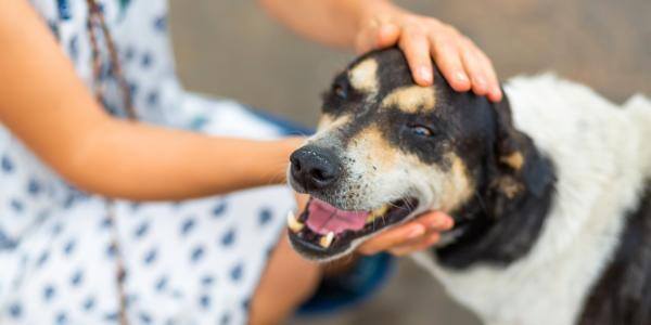 How to Ask Your Dog if They Want to be Petted | Preventive Vet