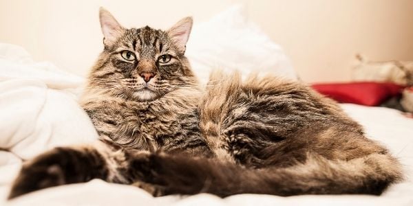 Litter Box 101: The Best Litter for Your Cat | Preventive Vet