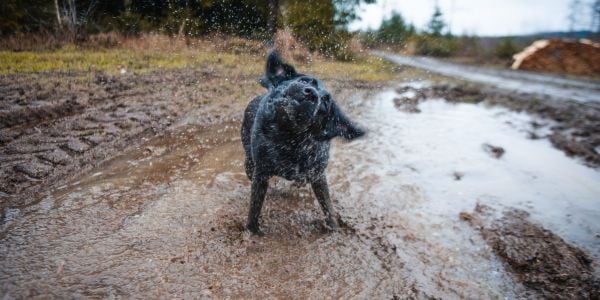 The Problem With Puddles for Dogs | Preventive Vet