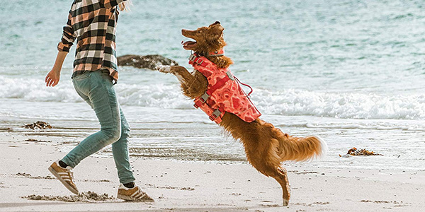 Best Water Safety Options for Dogs