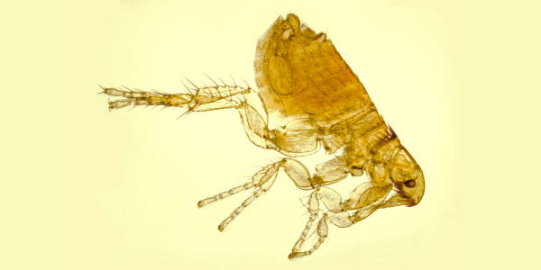 Flea Allergy Dermatitis in Dogs