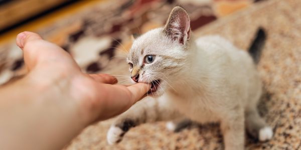 Kittens Scratching & Biting | Pet InfoRx
