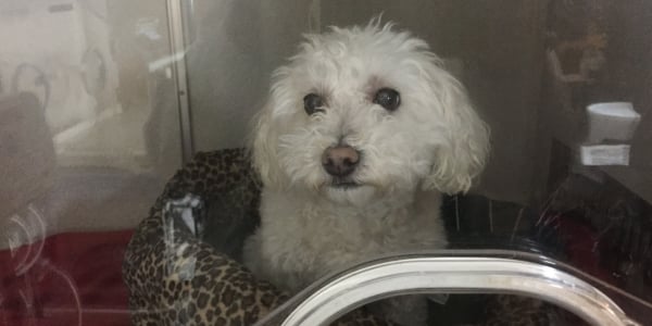 Aspiration Pneumonia: What to Do When it Happens to Your Pet