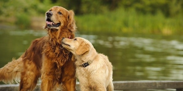 When to Get a Second Dog | Preventive Vet